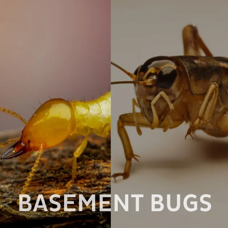 Insect Infestations in Basements and Crawl Spaces: Solutions - Sheds Home